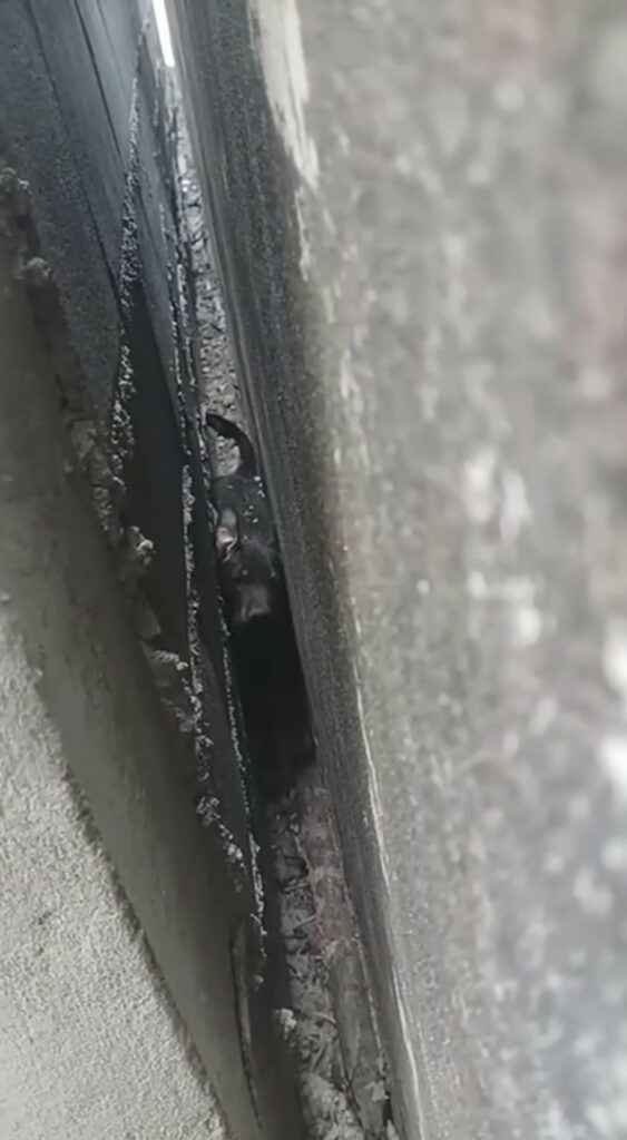 Rescuers Uncover Heart-Stopping Secret Hidden Between Walls
