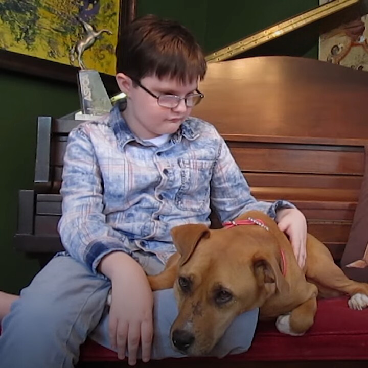 Resilient Pittie Overcomes Trauma to Transform Autistic Boy's Life