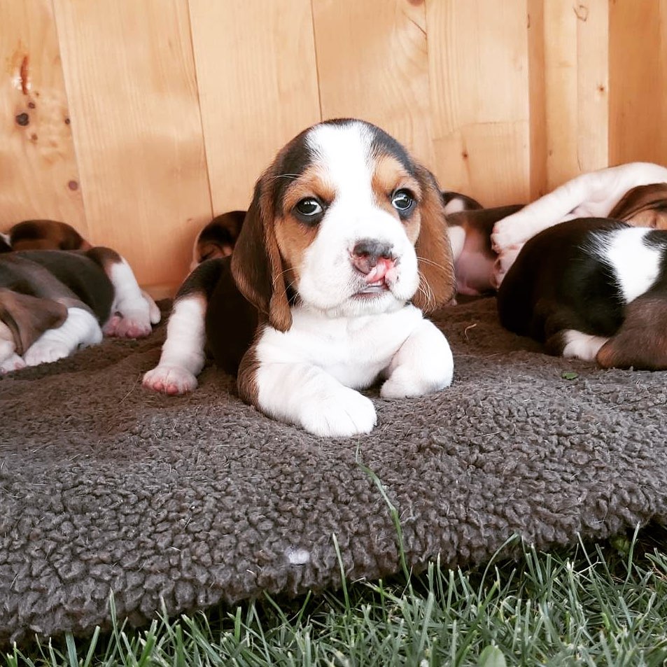 See How This Overlooked Pup Transformed Against All Odds
