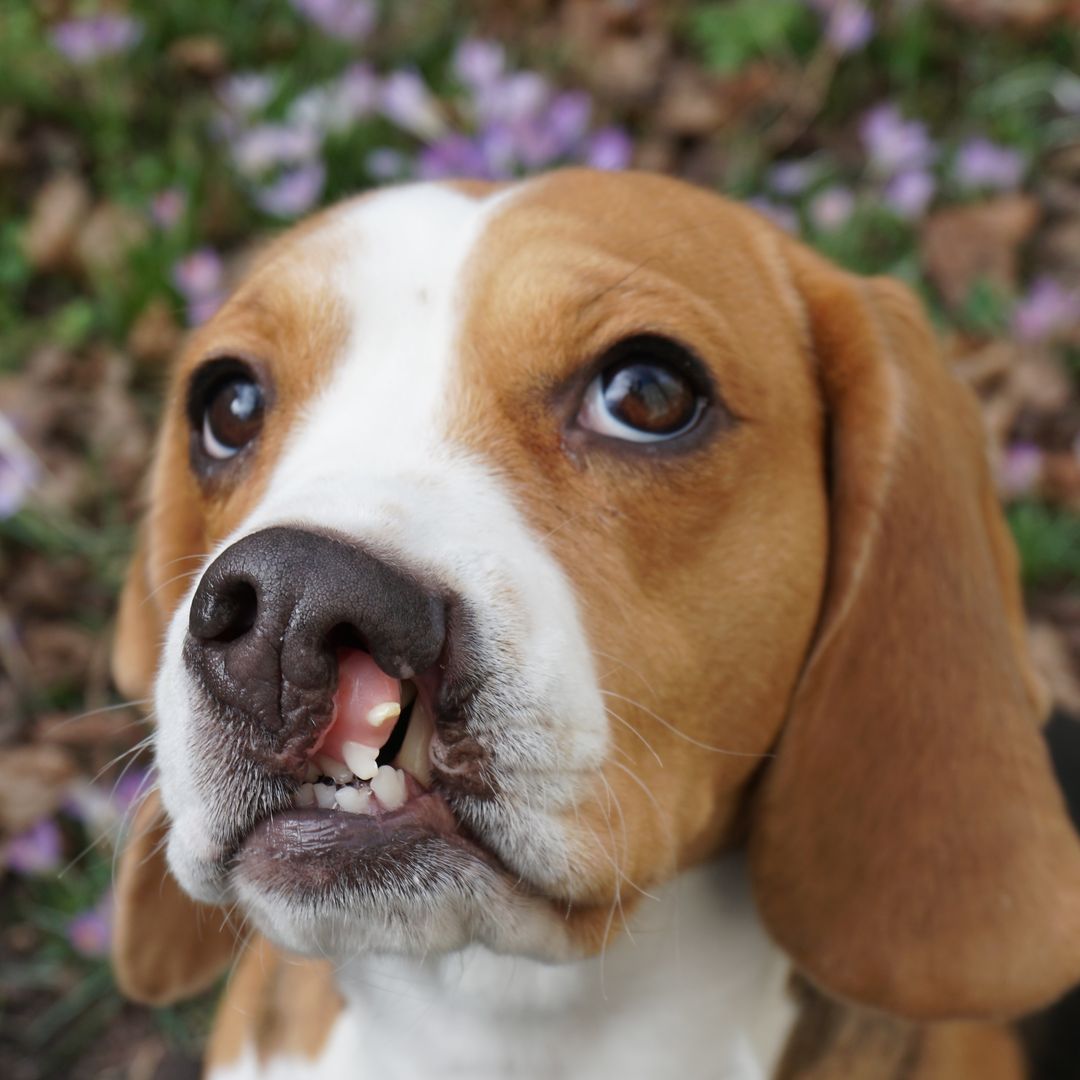 See How This Overlooked Pup Transformed Against All Odds