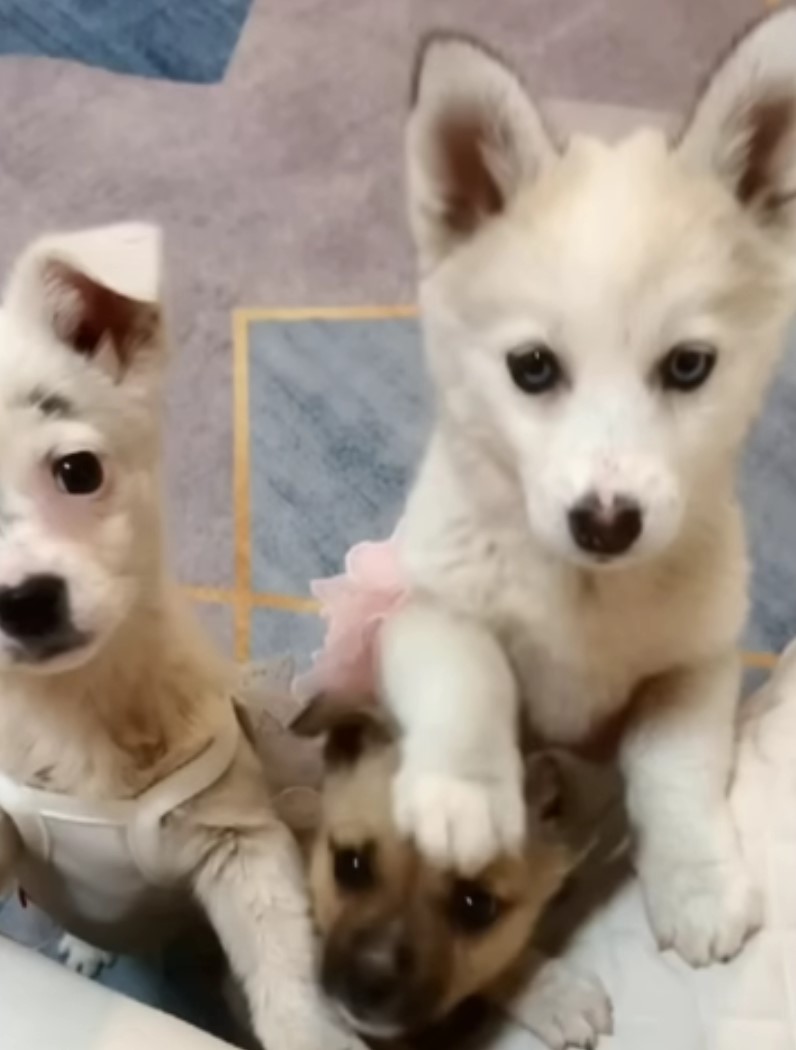 The Heart-Tugging Tale of a Shivering Pup Who Wouldn't Leave Without ...