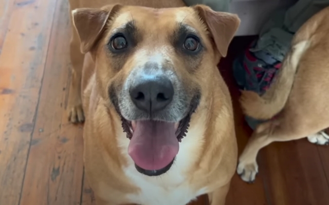 The Heartache and Triumph of a Misunderstood Dog