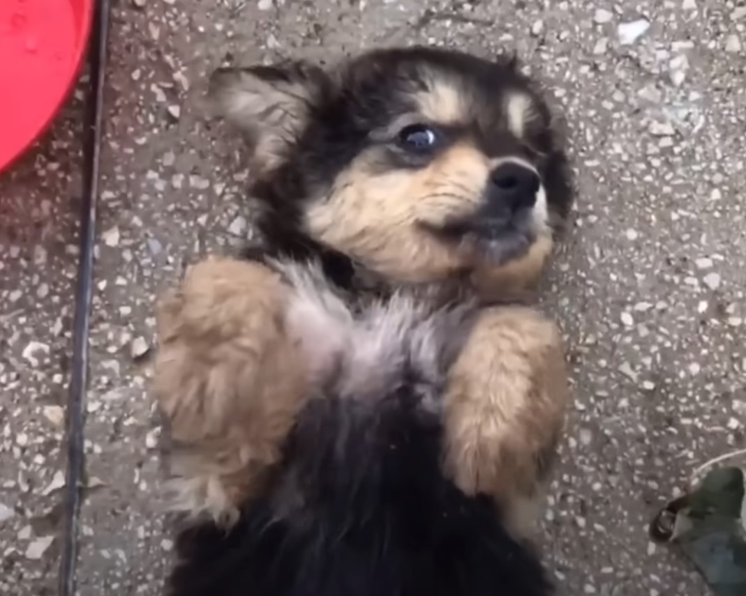 The Unexpected Encounter That Changed a Pup's Life Forever
