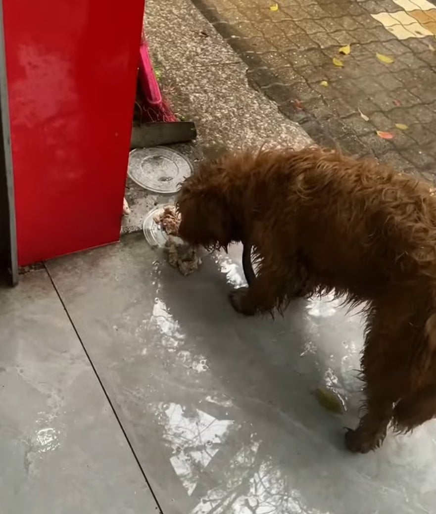 The Unforgettable Journey of a Stray Dog Who Finally Found Love