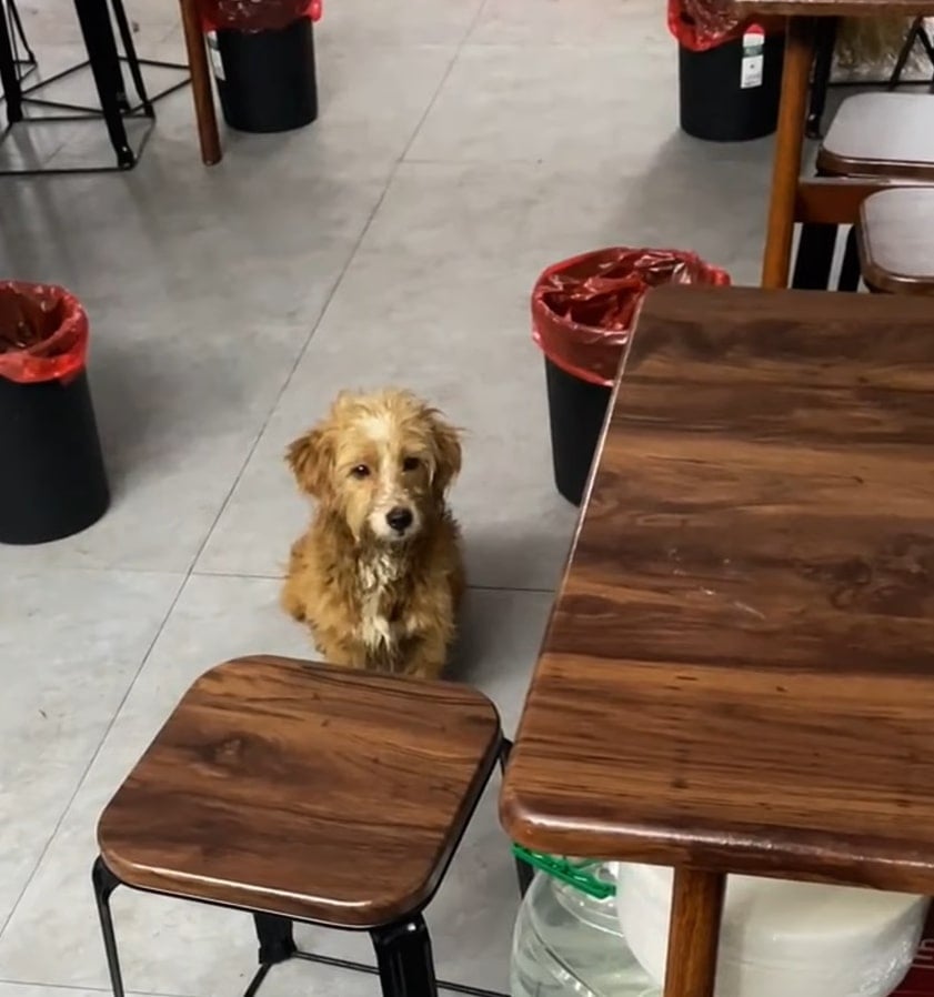 The Unforgettable Journey of a Stray Dog Who Finally Found Love