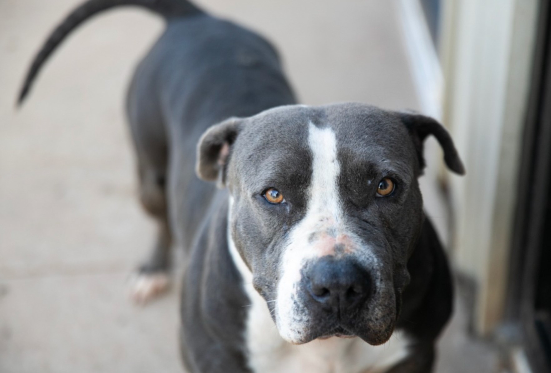 A Shelter Worker’s Desperate Act to Save an Innocent Life