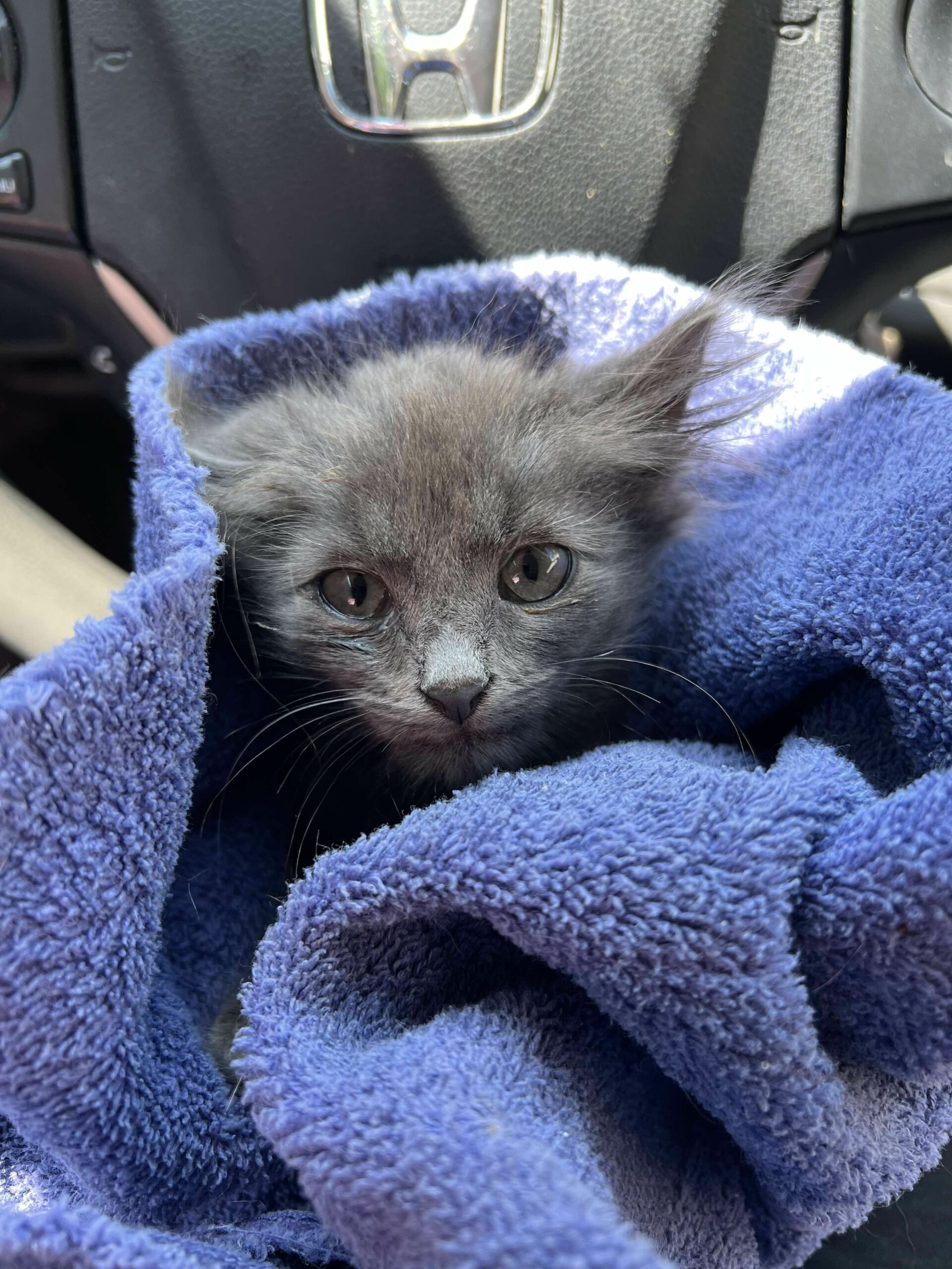 A Stray Kitten's Journey from Garden Corner to Heartfelt Snuggles