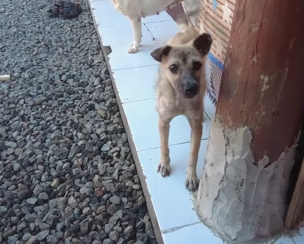 A Street Dog's Miraculous Journey: From Fear to Unconditional Love
