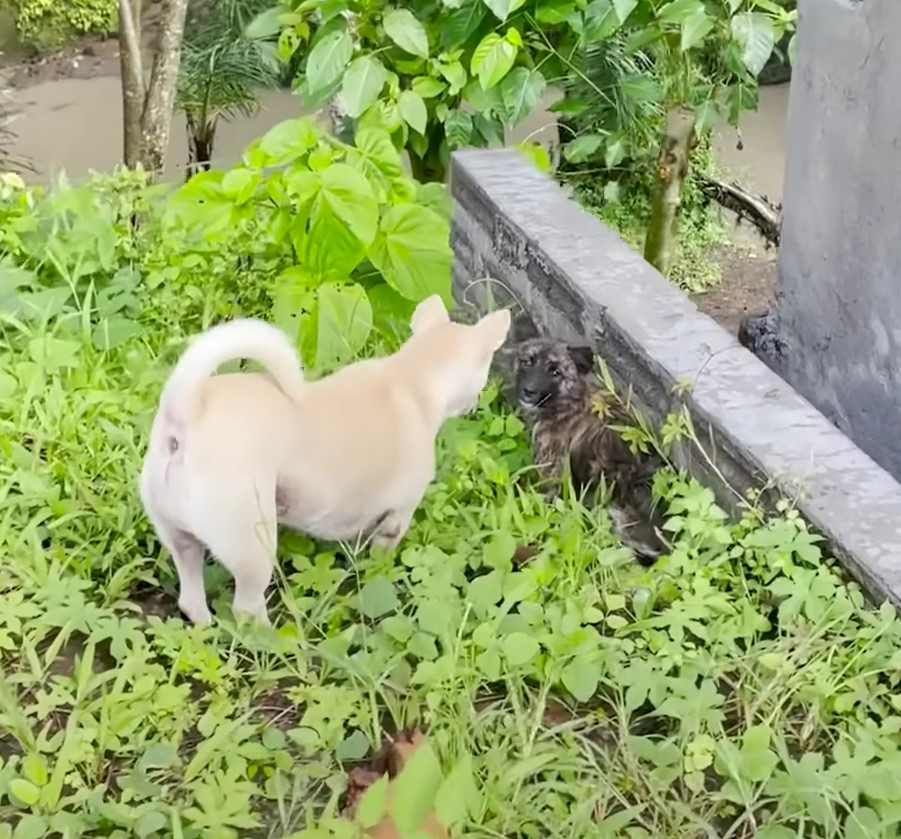 A Terrified Dog's Journey to Trust: A Tale of Unexpected Transformation