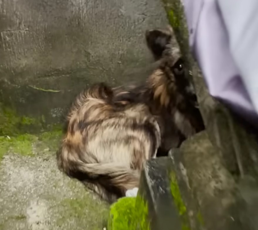 A Terrified Dog's Journey to Trust: A Tale of Unexpected Transformation