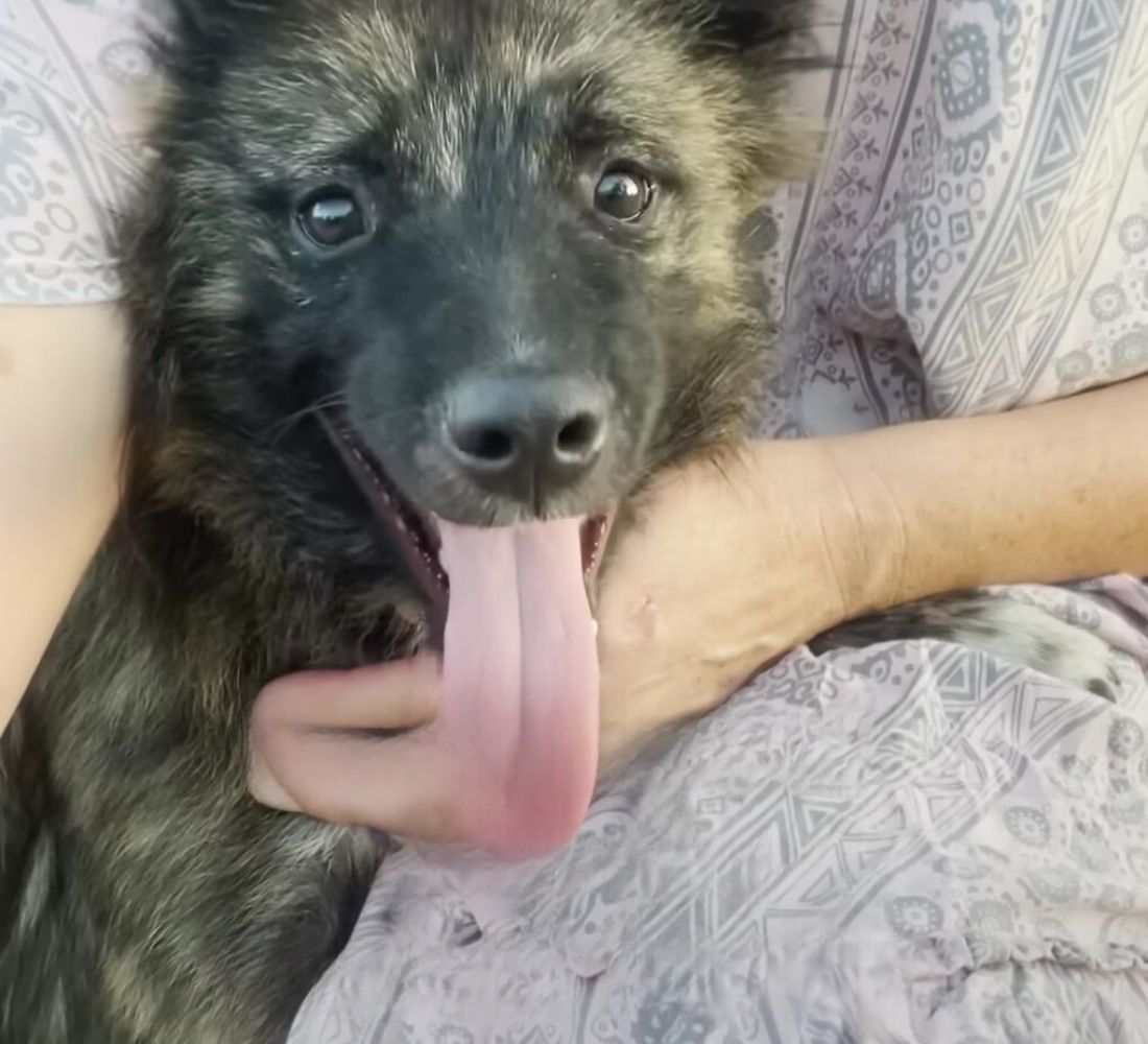 A Terrified Dog's Journey to Trust: A Tale of Unexpected Transformation