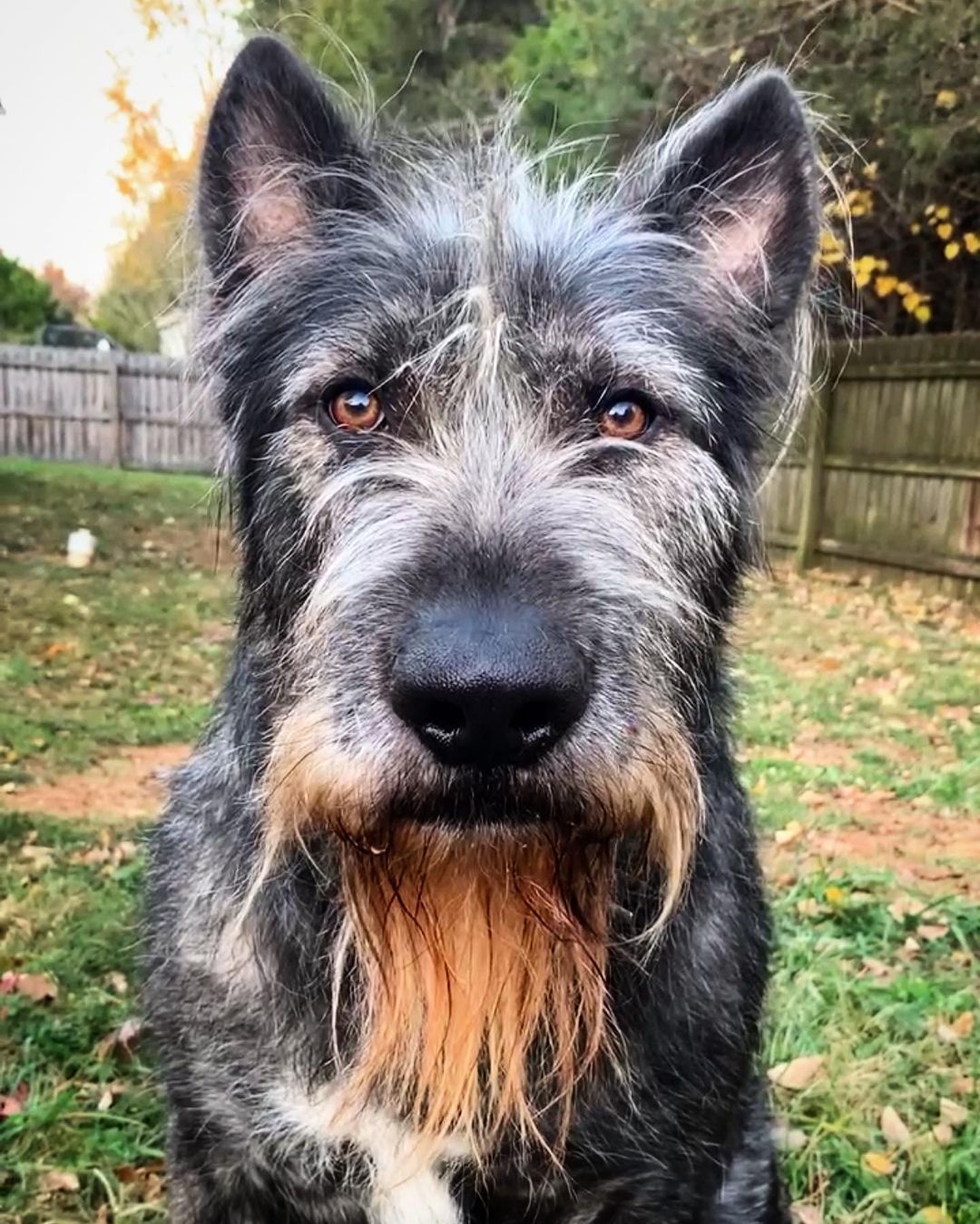 Discover the Enigmatic Transformation of a Unique Dog Breed That Left ...