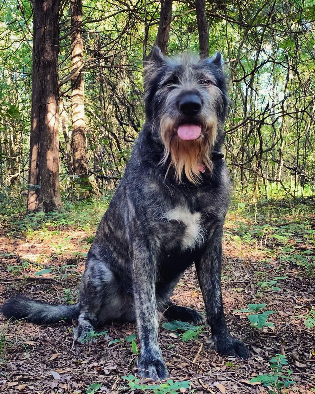 Discover the Enigmatic Transformation of a Unique Dog Breed That Left ...