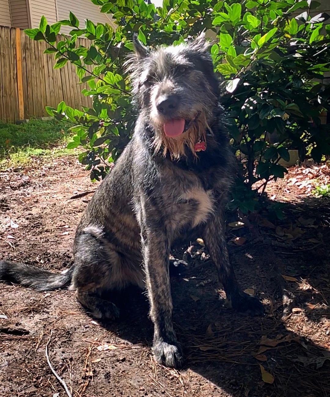 Discover the Enigmatic Transformation of a Unique Dog Breed That Left ...