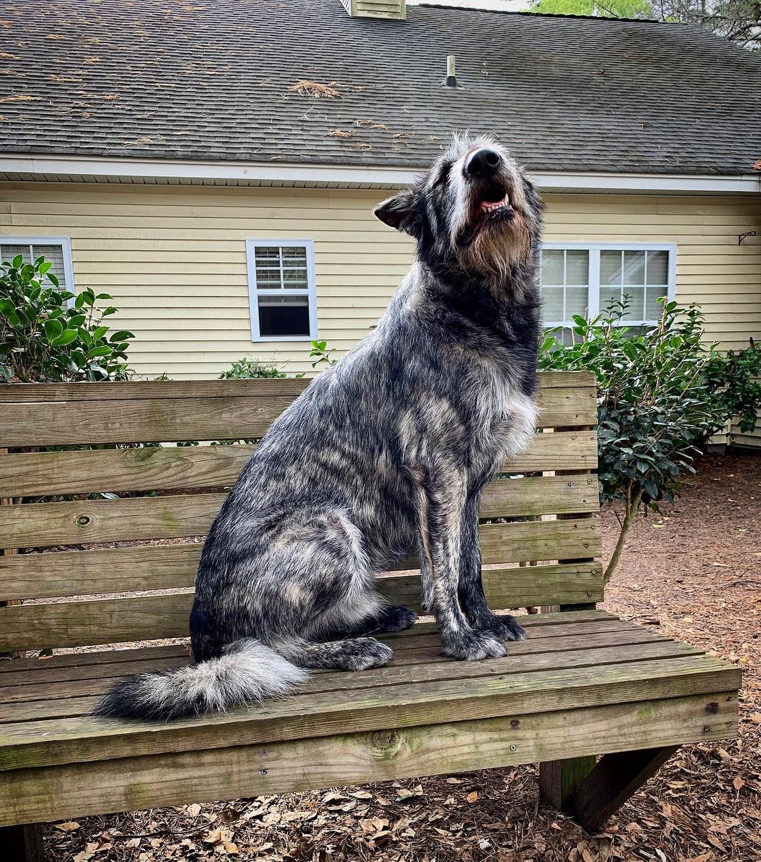 Discover the Enigmatic Transformation of a Unique Dog Breed That Left ...