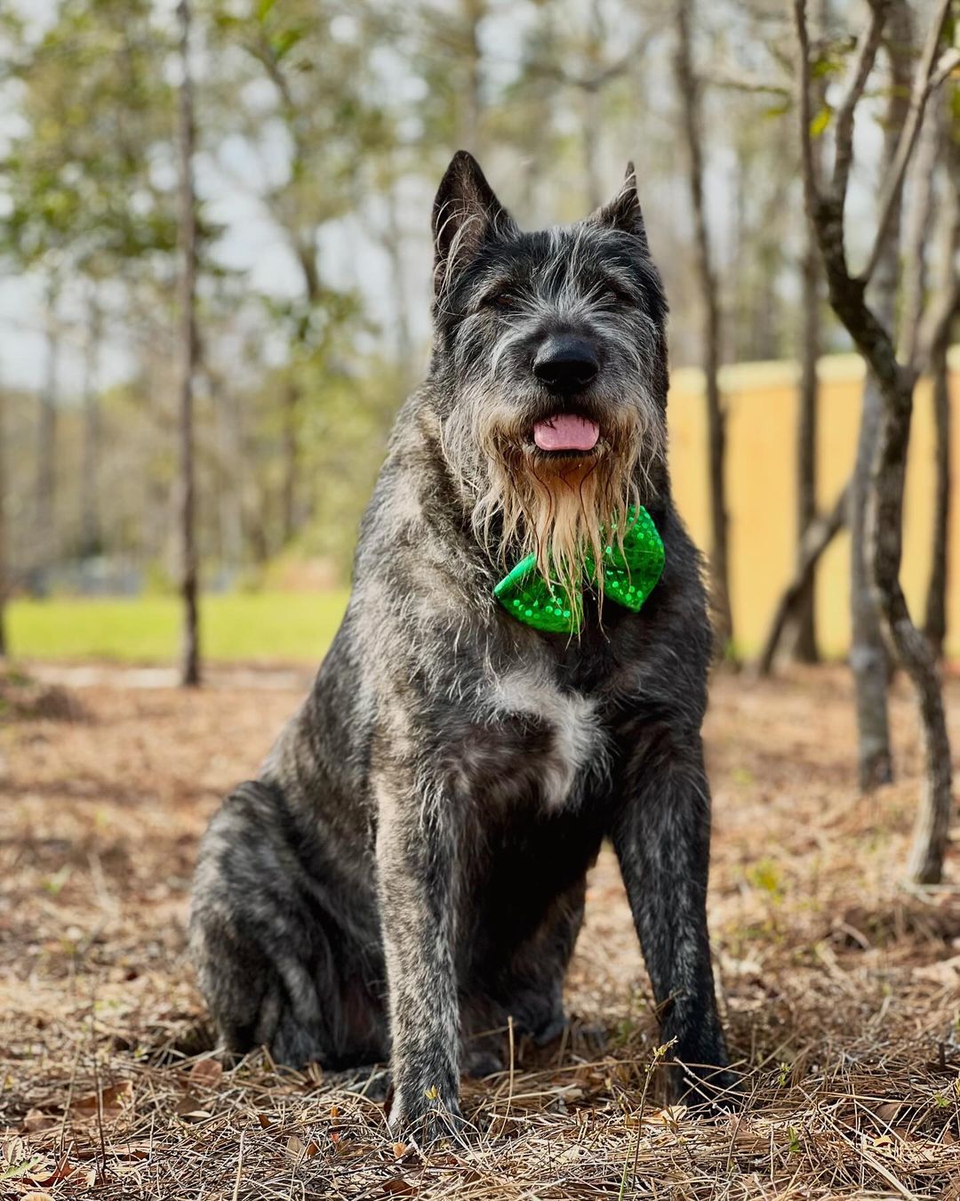 Discover the Enigmatic Transformation of a Unique Dog Breed That Left ...