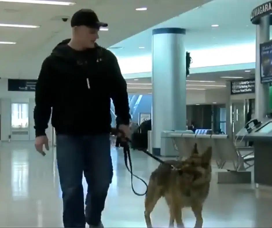 Emotional Reunion: Military Dog and Handler Reunite After Years Apart