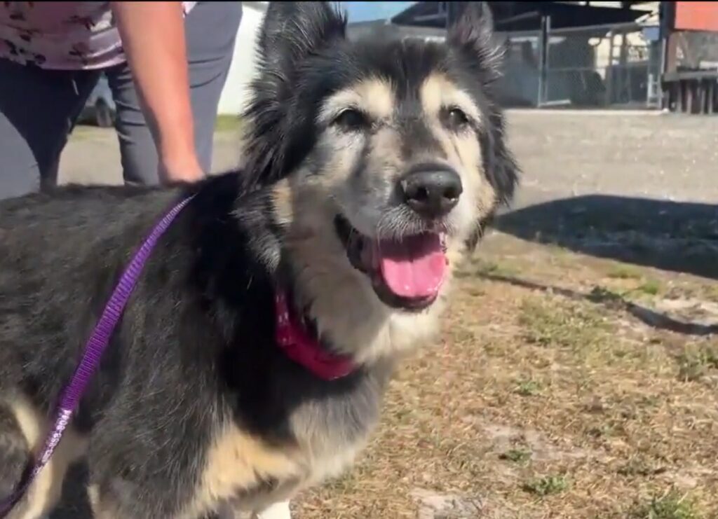 From Abandoned to Adored: The Unbelievable Journey of a 'Boring' Dog