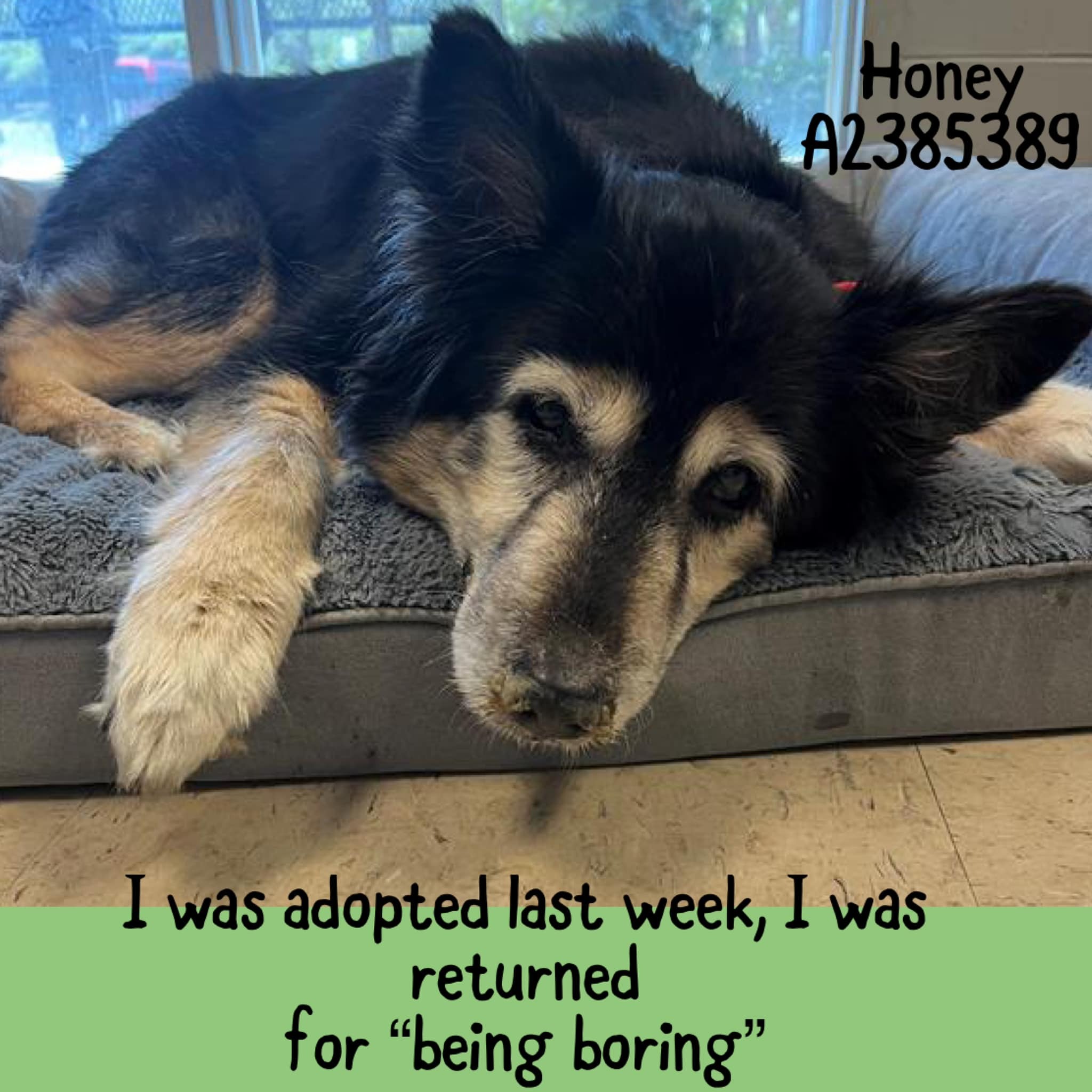 From Abandoned to Adored: The Unbelievable Journey of a 'Boring' Dog