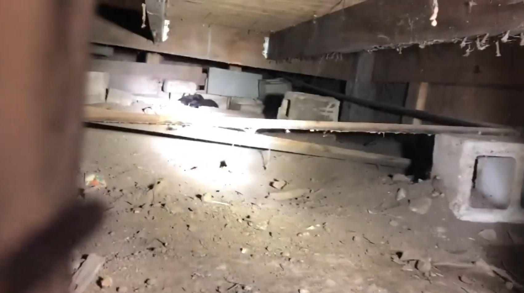Rescuers' Astounding Discovery Behind Crying Noises in Abandoned House