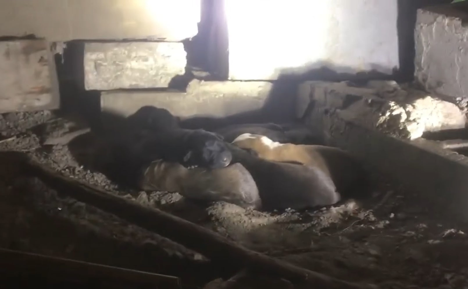 Rescuers' Astounding Discovery Behind Crying Noises in Abandoned House