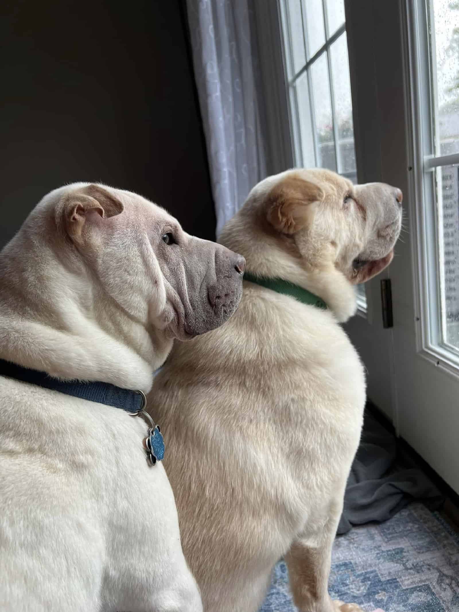 Reunited By Fate: The Unbelievable Journey Of Two Long-Lost Canine Brothers