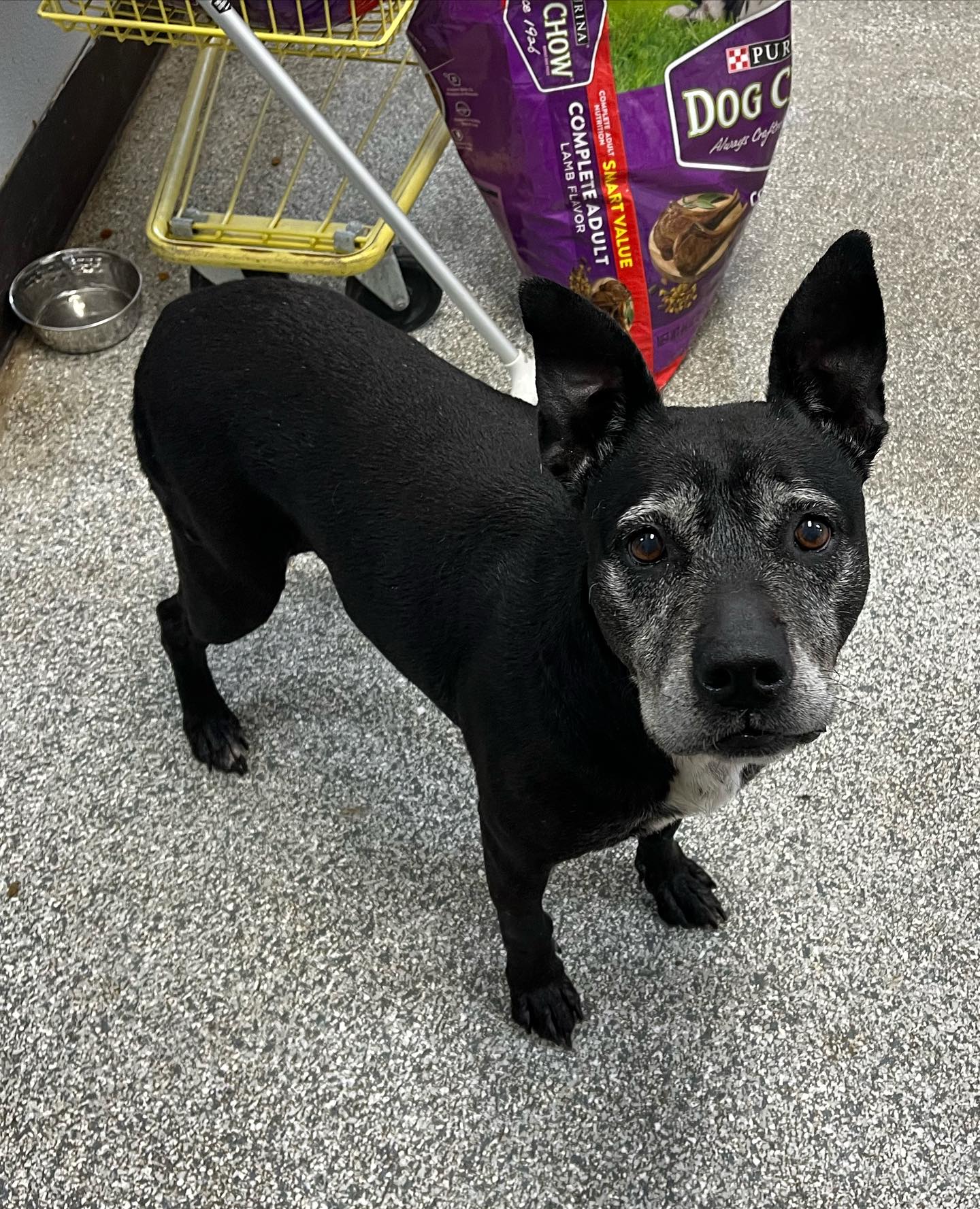 Shelter Staff's Secret: The Heartbreaking Tale of a Dog Hidden for ...