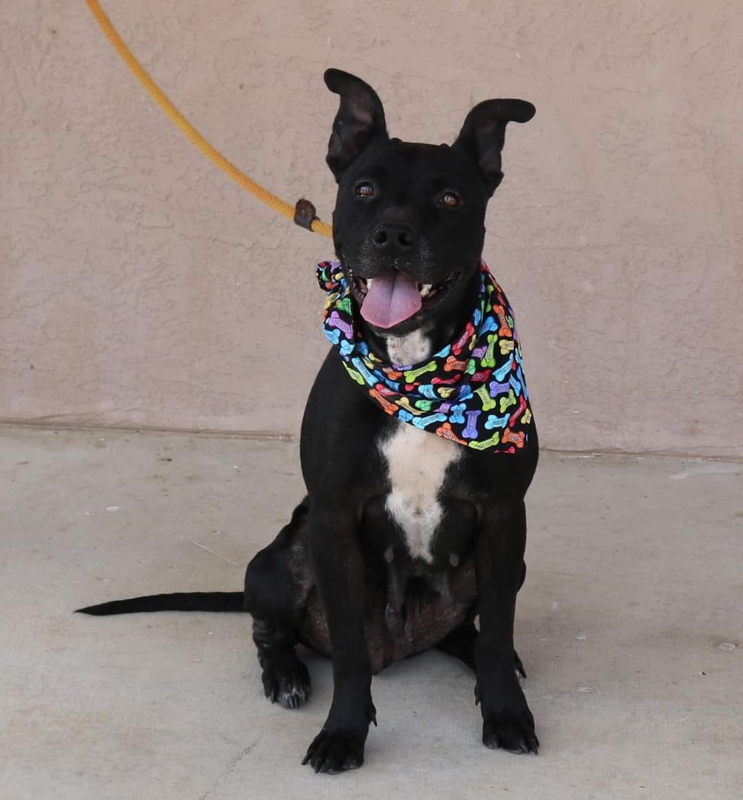 Shelter Staff's Secret: The Heartbreaking Tale of a Dog Hidden for ...