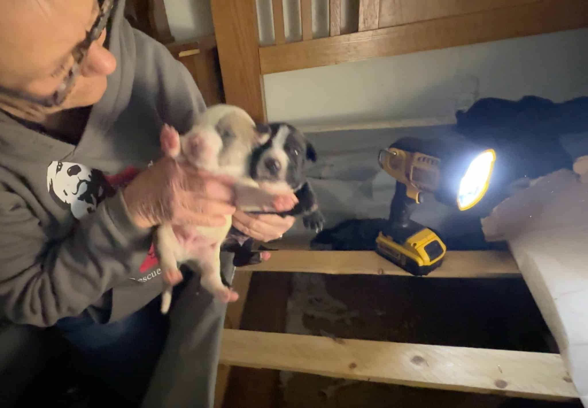 Stray Dog's Unexpected Treasure Trove Inside an Old Mattress