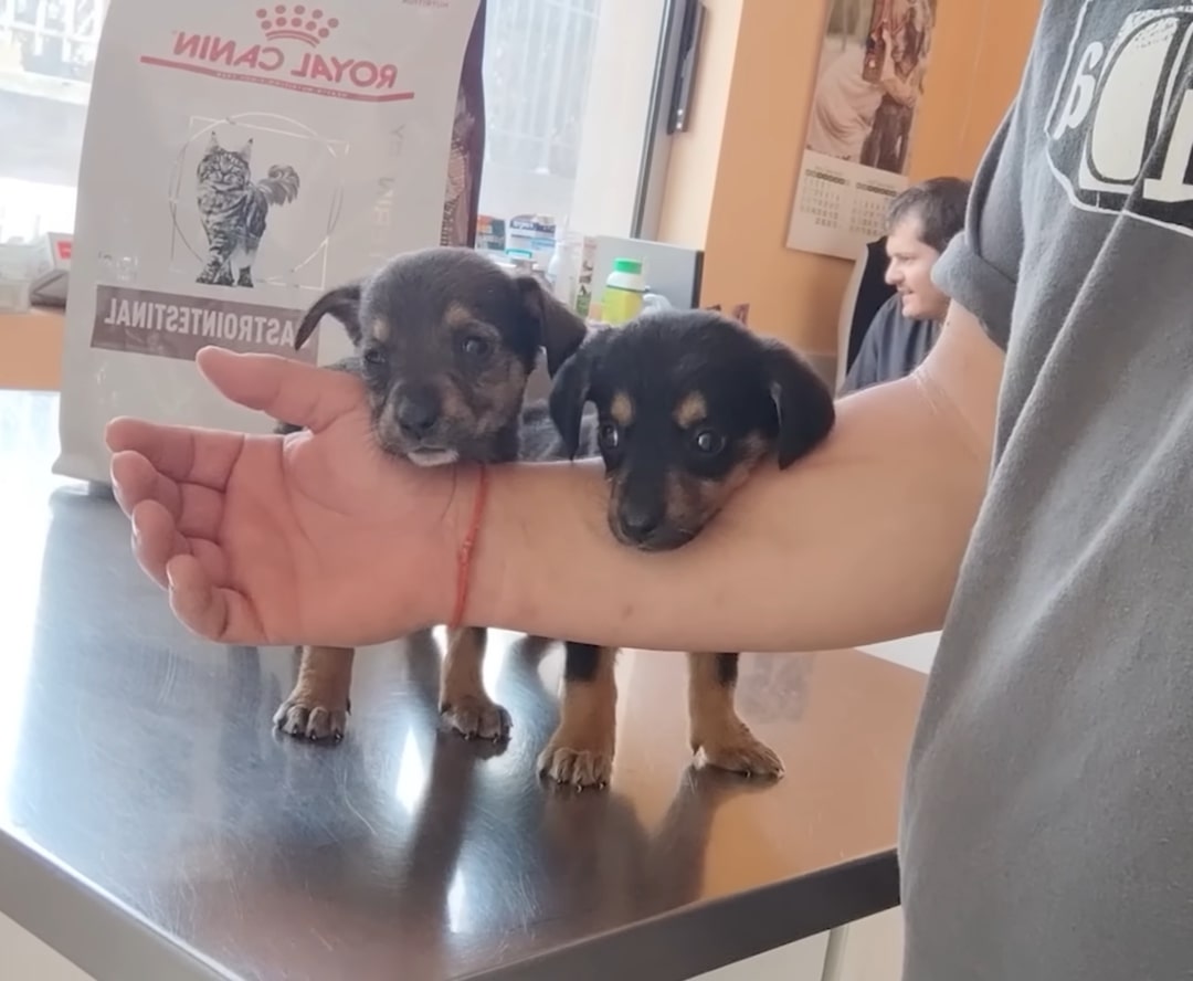 Two Orphaned Puppies' Struggle for Survival Will Tug at Your Heartstrings