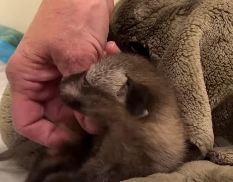 Unexpected Discovery: Zoo's Newcomer Reveals a Heartfelt Surprise