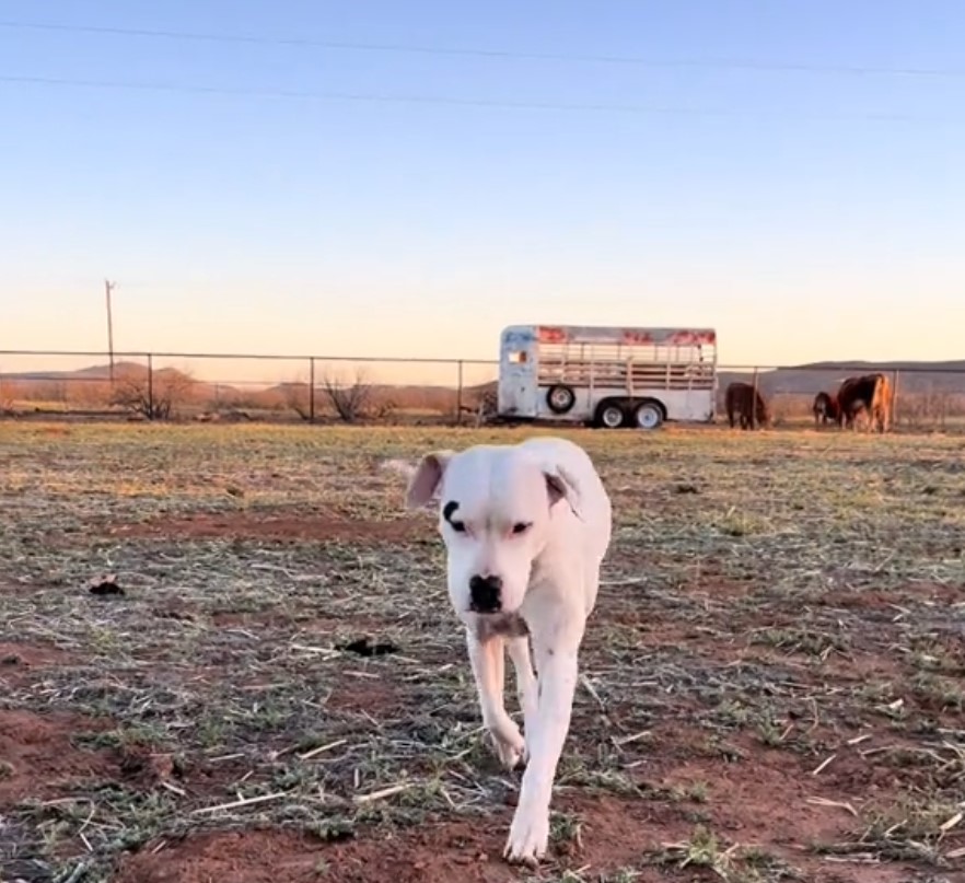 A Deaf Pit Bull's Mischievous Adventures: Meet The Farm's Most ...