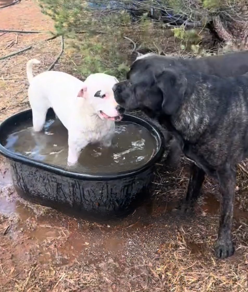 A Deaf Pit Bull's Mischievous Adventures: Meet The Farm's Most ...