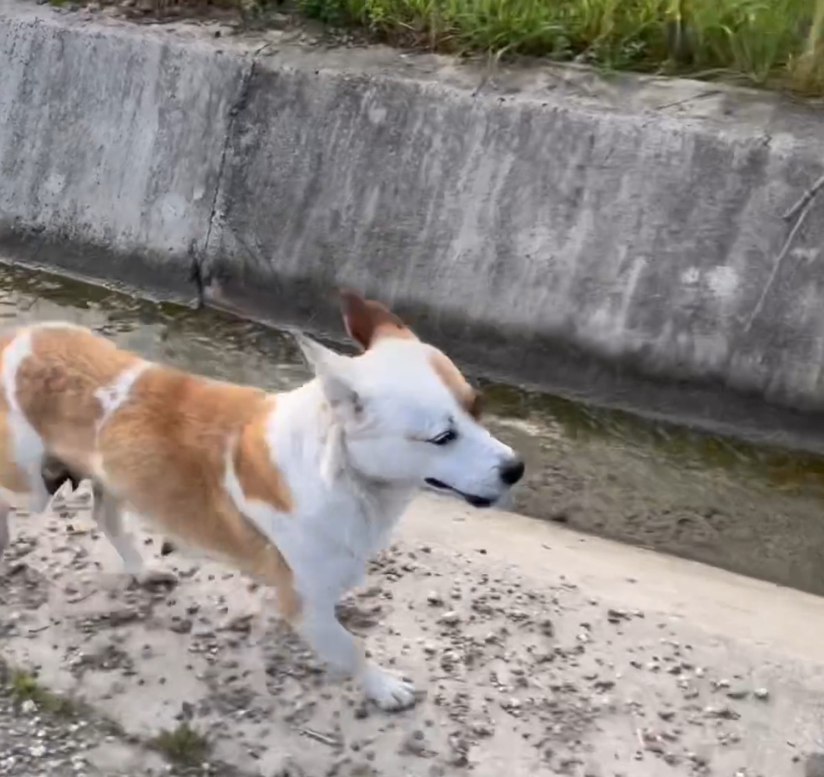 Mom Dog's Desperate Plea Leads Rescuer to Heart-Melting Discovery