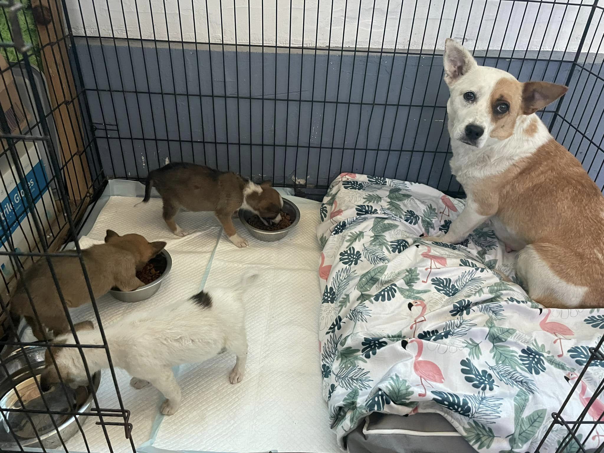 Mom Dog's Desperate Plea Leads Rescuer to Heart-Melting Discovery