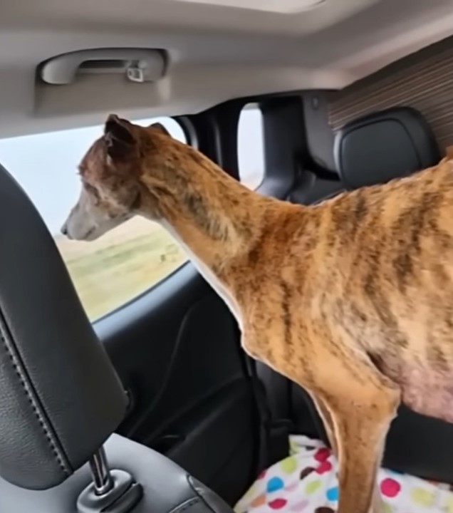 Rescuers' Emotional Journey: From Despair to Hope for a Starving Mom ...