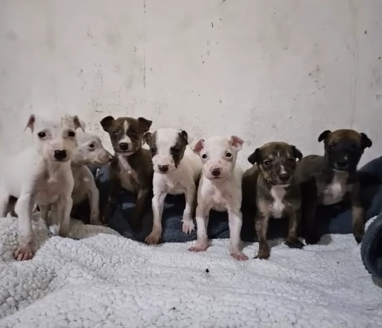 Rescuers' Emotional Journey: From Despair to Hope for a Starving Mom ...