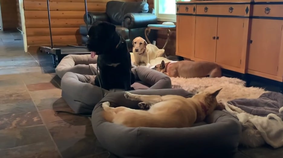 The Unseen Watcher: A Hiker's Surprising Discovery in the Wild