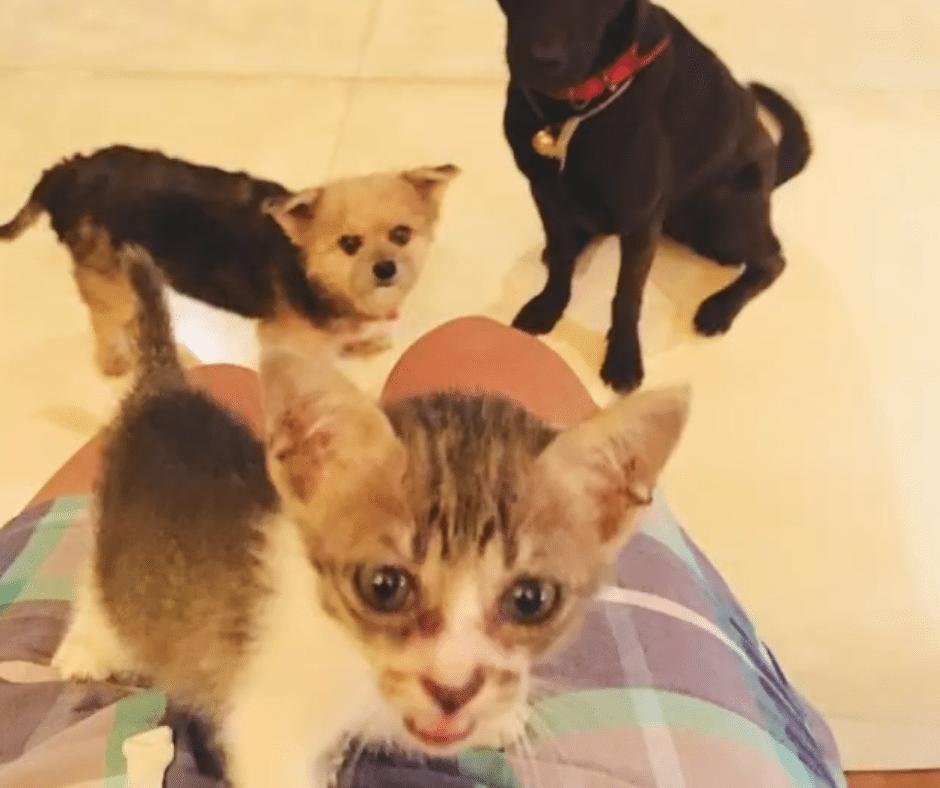 Witness the Miraculous Transformation of a Neglected Stray into a ...