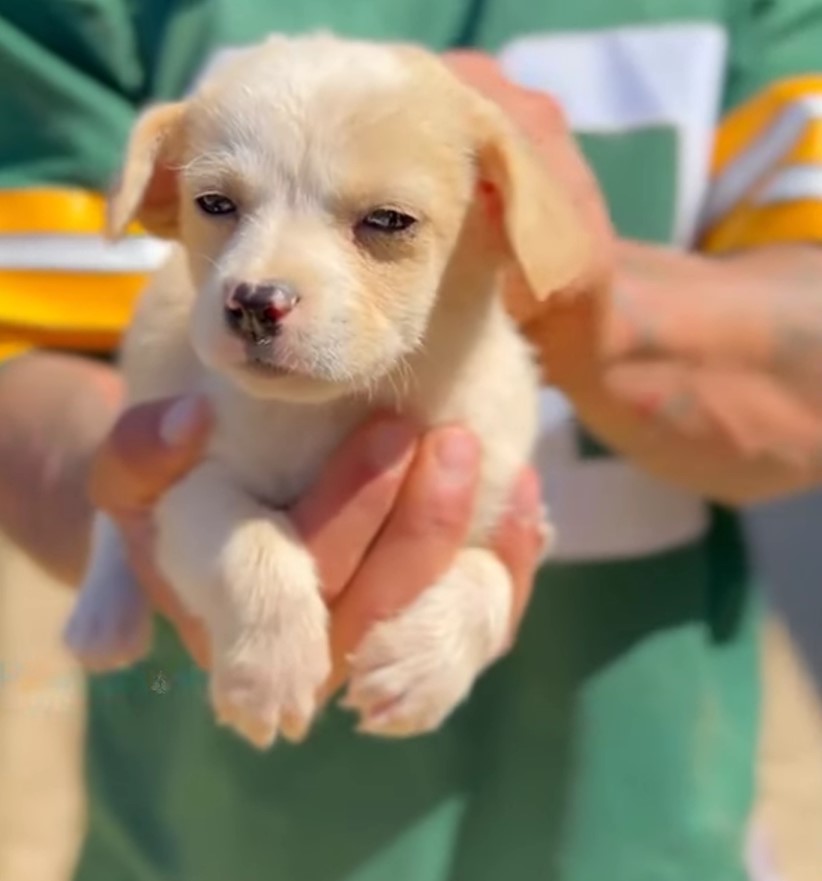 A Box of Hope: The Abandoned Puppy's Unexpected Journey