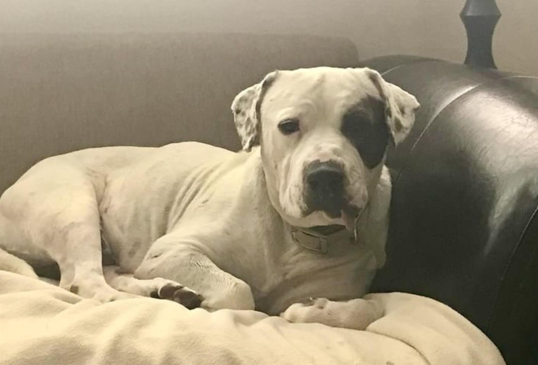 A Pit Bull's Fight for Survival: Discover the Unimaginable Journey ...