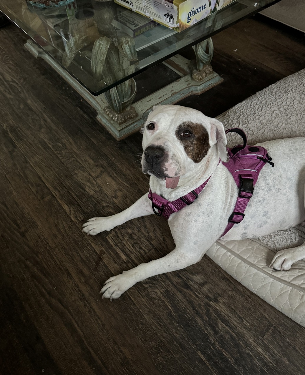 A Pit Bull's Fight for Survival: Discover the Unimaginable Journey ...