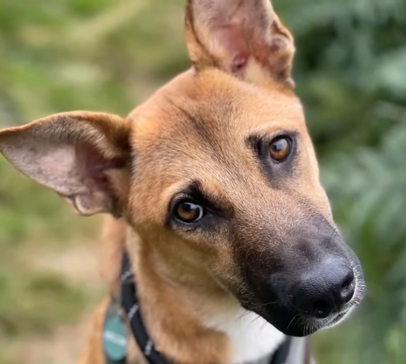 An Abandoned Pup's Struggle and the Unexpected Discovery That Changed ...