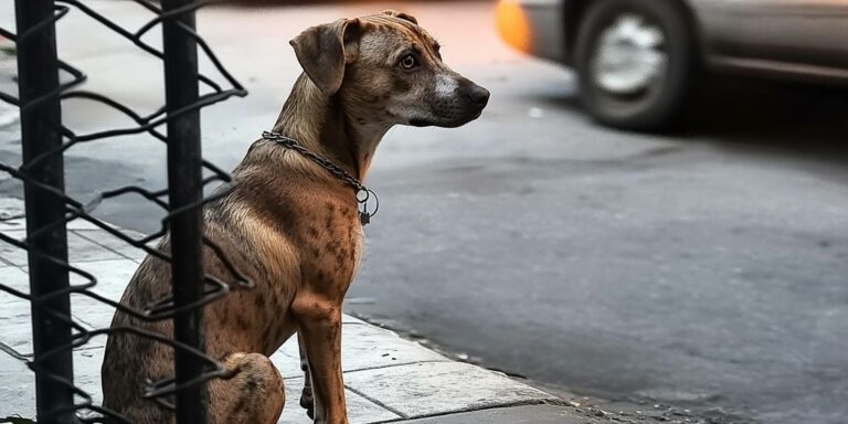 An Unexpected Rescue: Discover the Heartfelt Journey of a Pregnant Dog ...