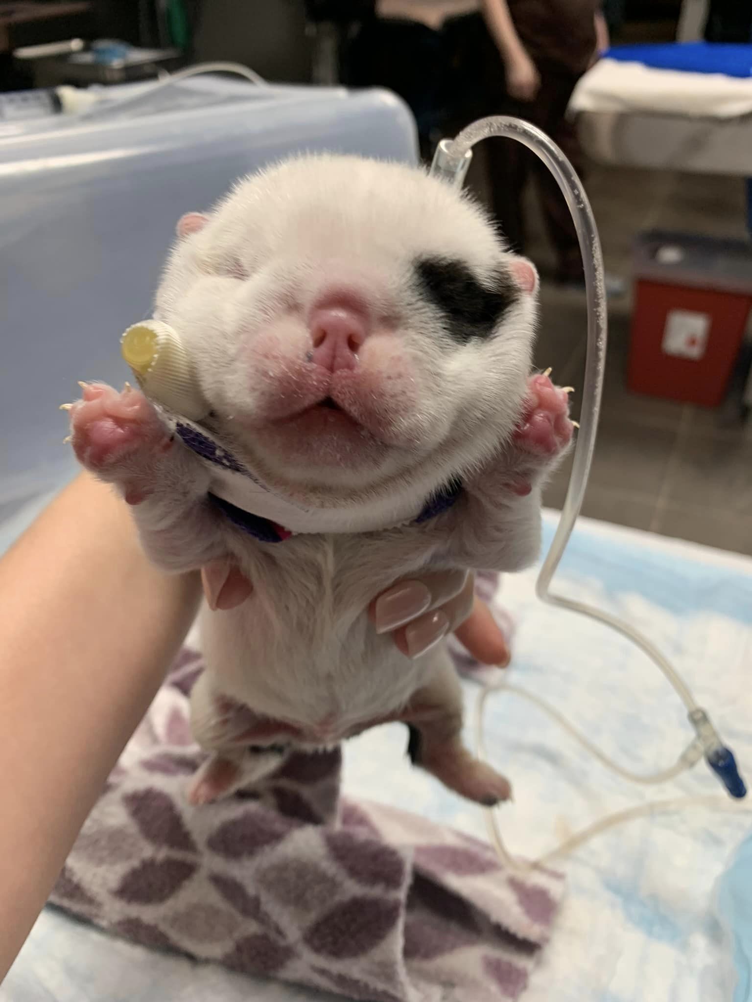 An Unforgettable Journey: The Mystery Behind the Growing Puppy Head