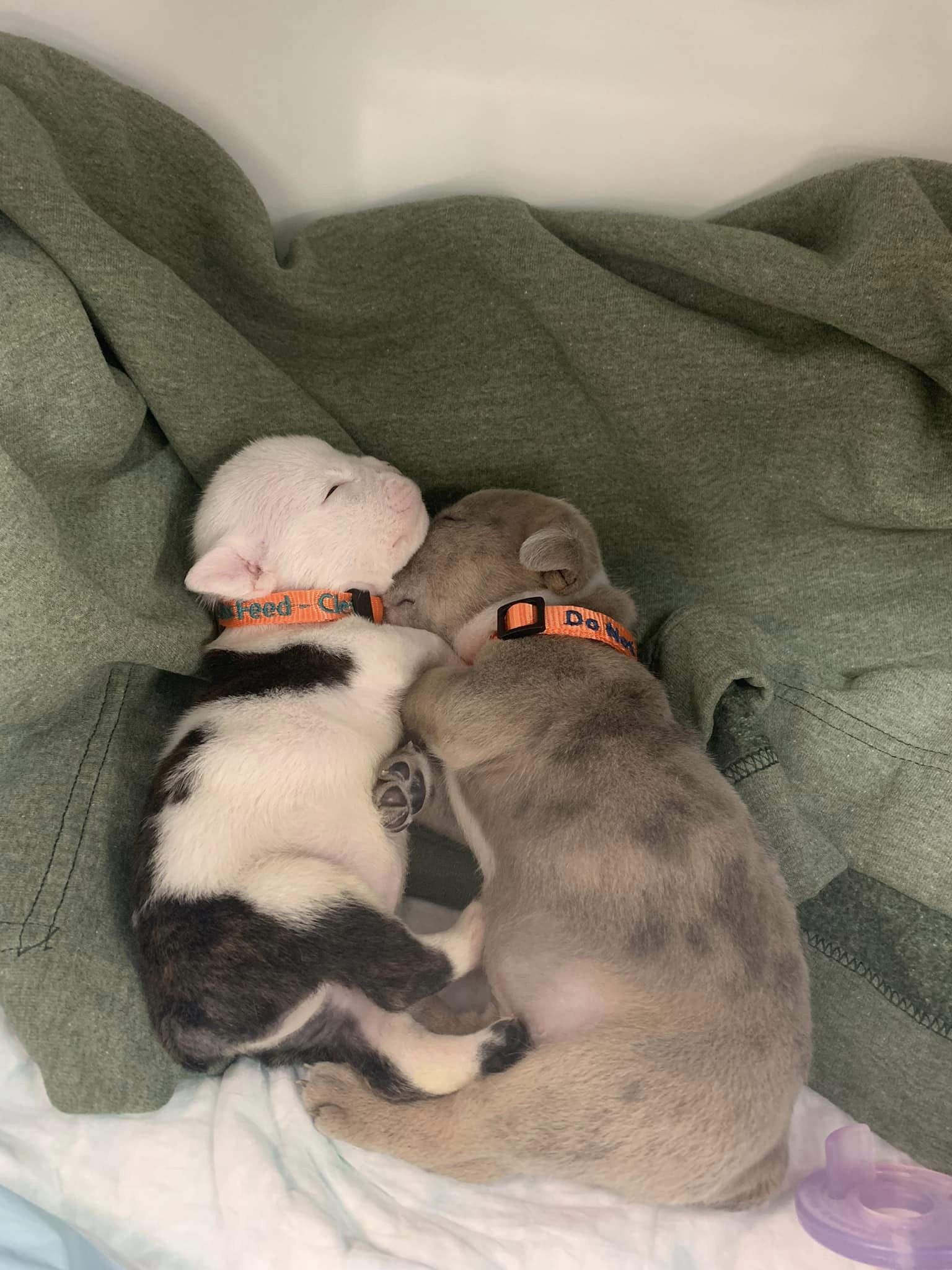 An Unforgettable Journey: The Mystery Behind the Growing Puppy Head