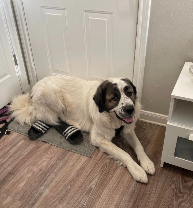 Emotional Twist: Long-Lost Dog’s Return Brings Family to Tears