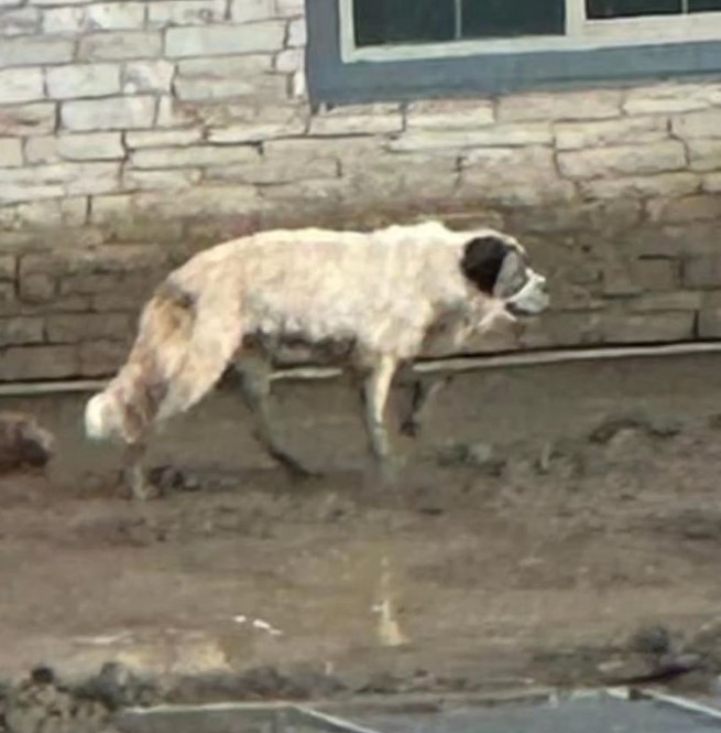 Emotional Twist: Long-Lost Dog’s Return Brings Family to Tears