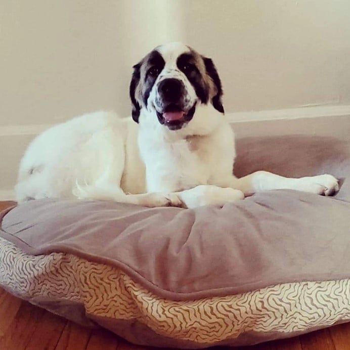 Emotional Twist: Long-Lost Dog’s Return Brings Family to Tears
