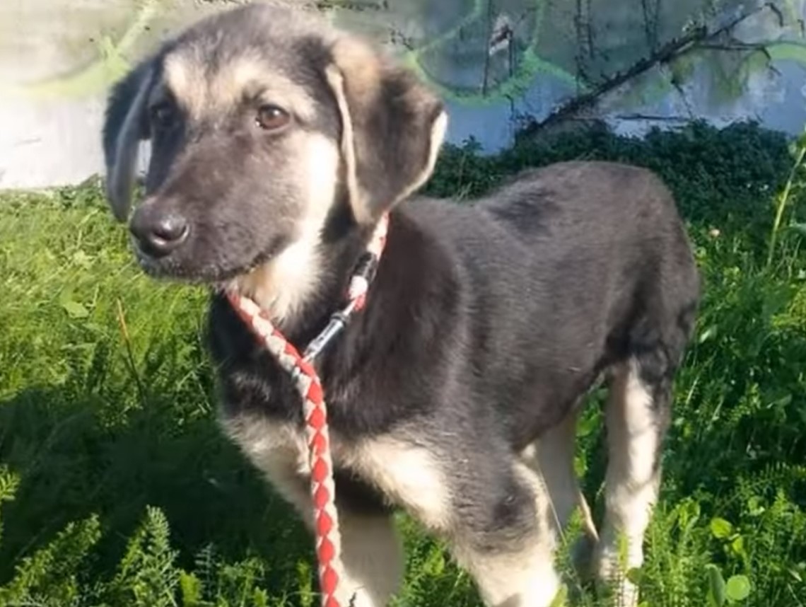 From Despair to Joy: A Dog's Miraculous Journey of Healing and Hope